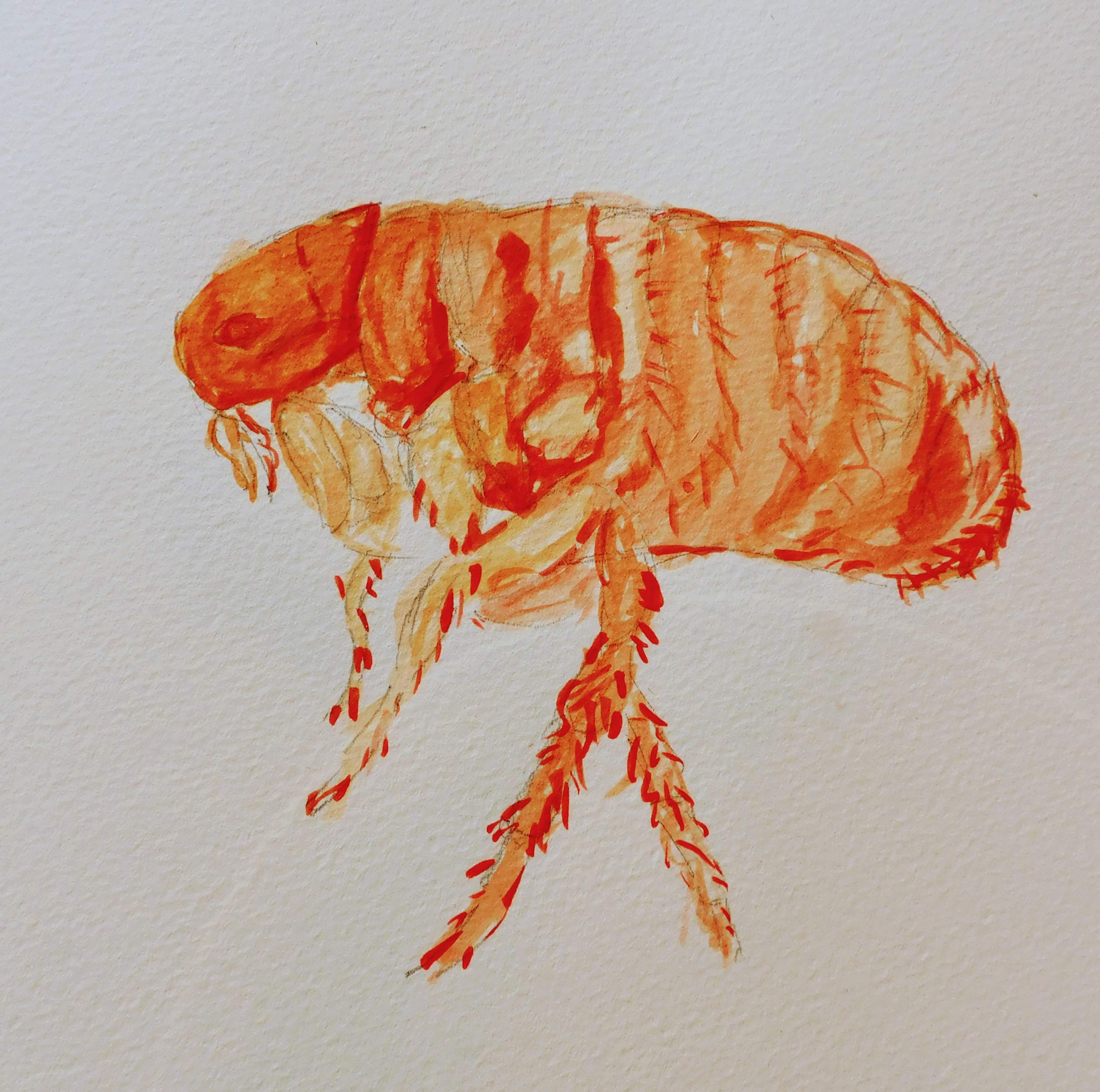 Puces – Almanach de Martialis